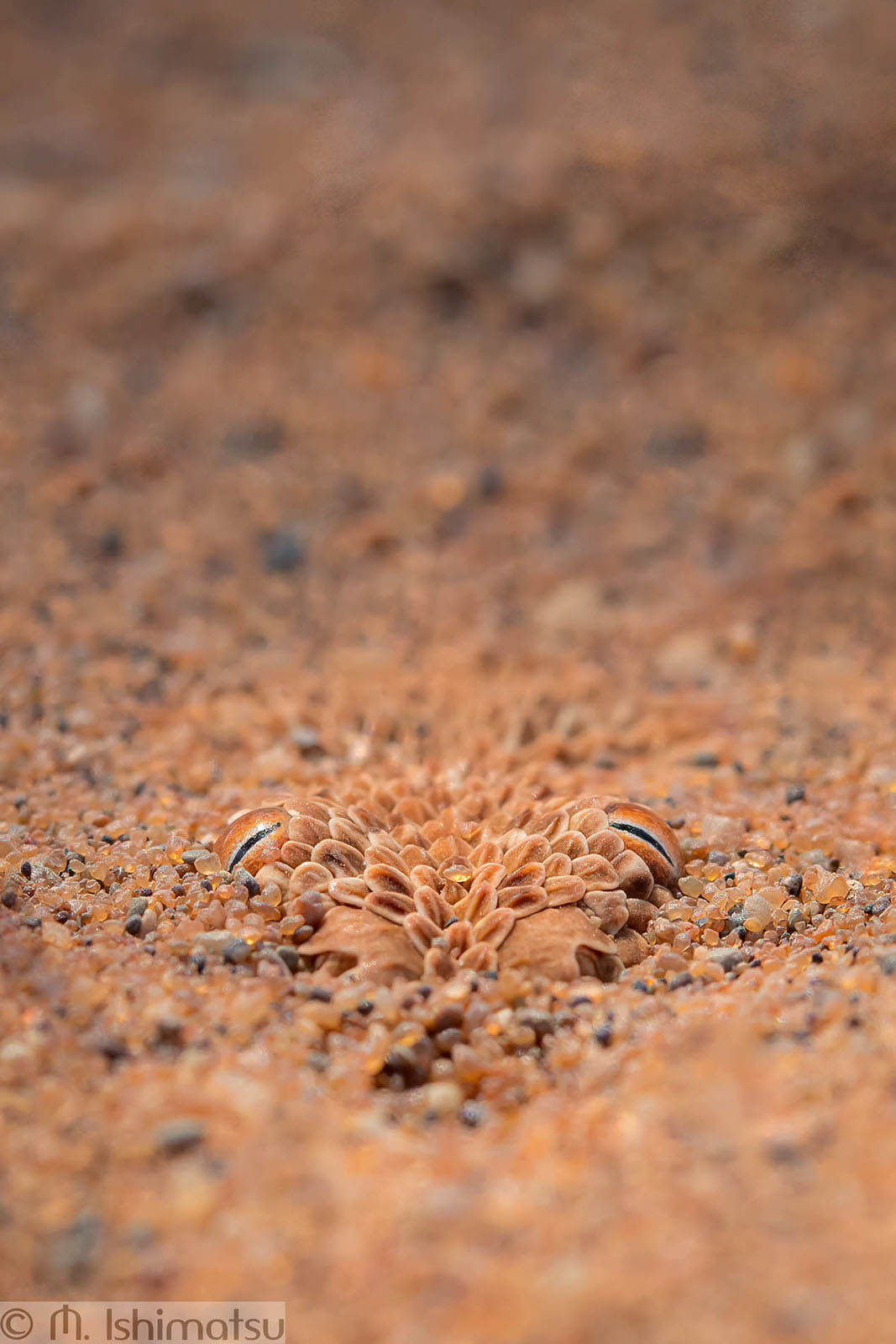 Photographer Gets Incredible Picture of a Snake Buried in the Sand