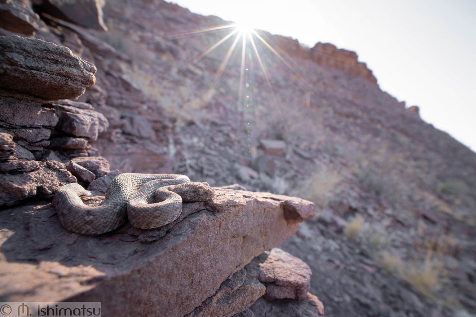 Photographer Captures Amazing Shot of Snake Hidden in the Sand | PetaPixel