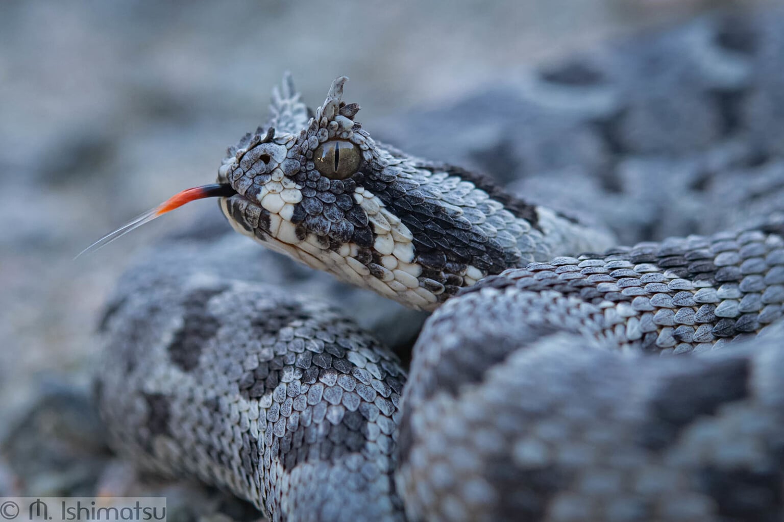 Photographer Captures Amazing Shot of Snake Hidden in the Sand | PetaPixel