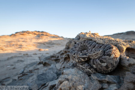 Photographer Captures Amazing Shot of Snake Hidden in the Sand | PetaPixel