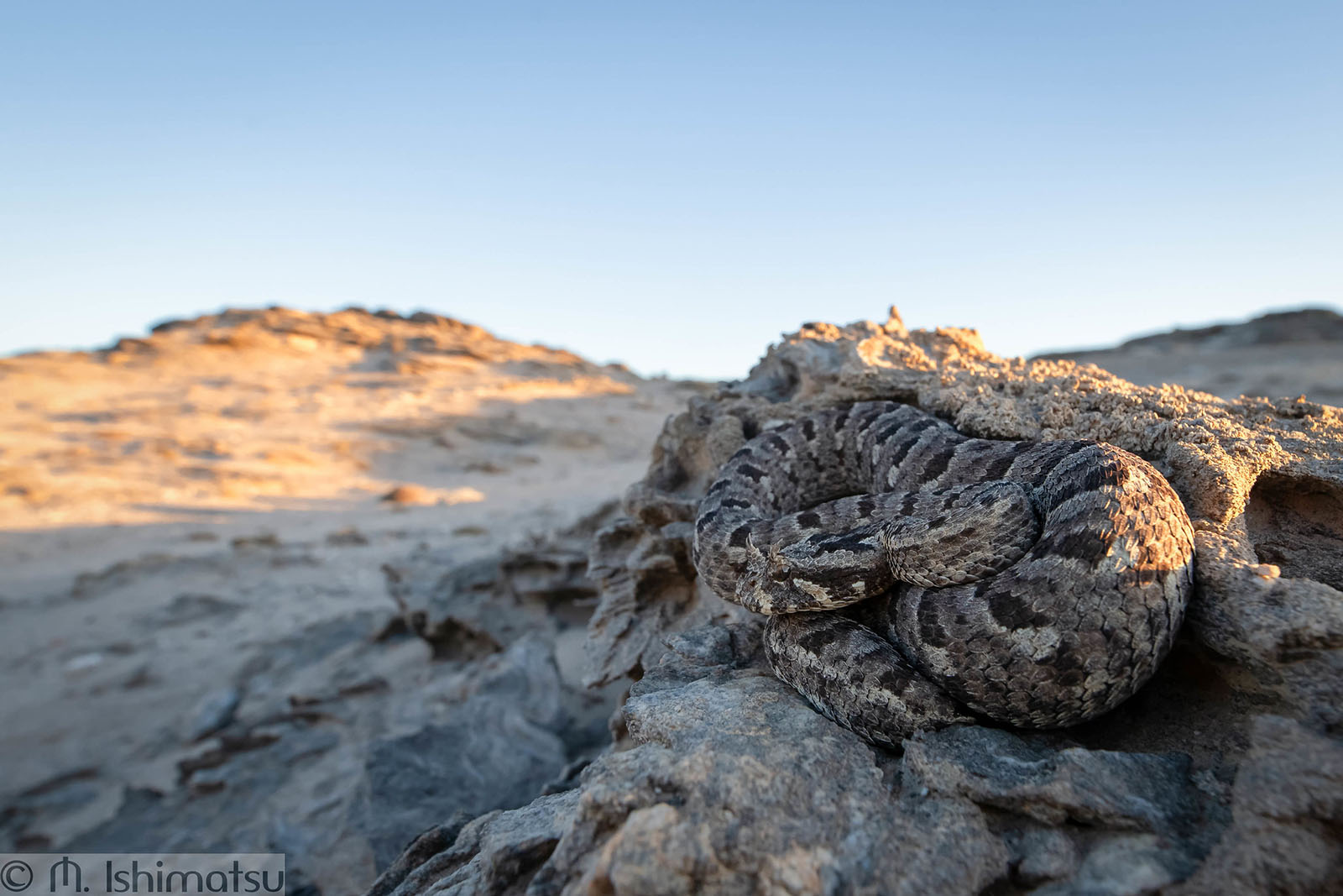 Photographer Captures Amazing Shot of Snake Hidden in the Sand | PetaPixel