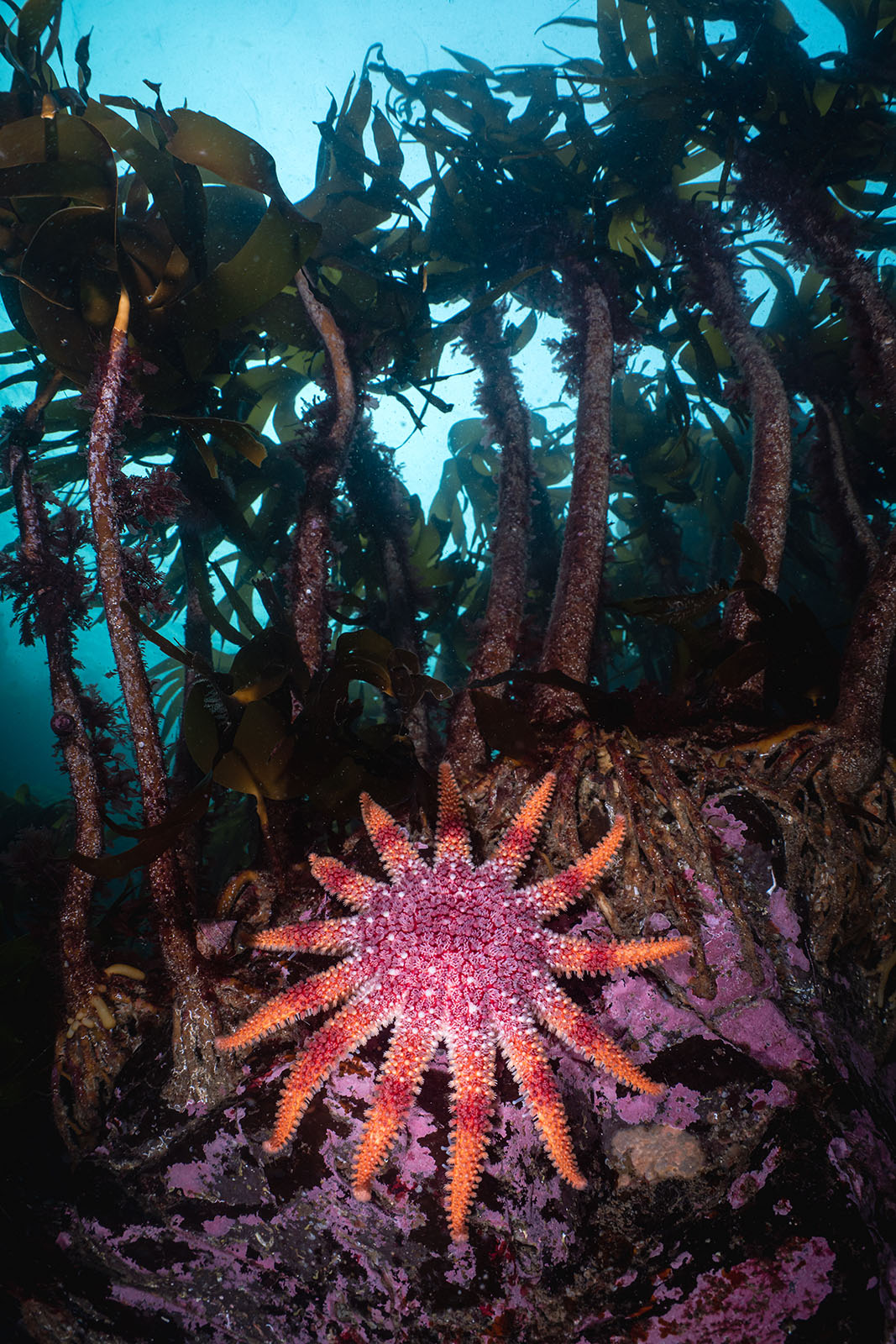 Stunning Sea Life Photography Celebrates World Wildlife Day | PetaPixel