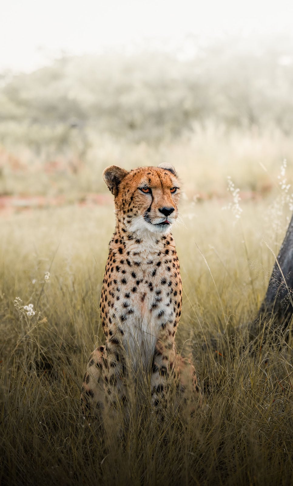 Cheetah Walks Over to Photographer for a Head Rub During Photo Shoot ...