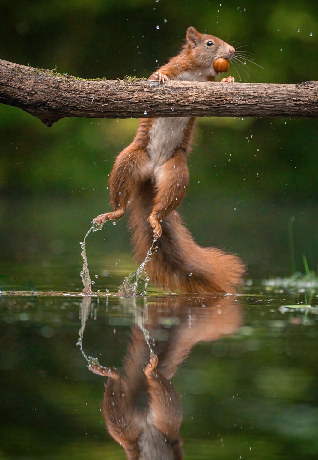 Acrobatic Squirrels Captured in a Series of Amazing Photos | PetaPixel