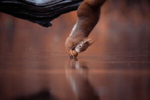 Acrobatic Squirrels Captured in a Series of Amazing Photos | PetaPixel