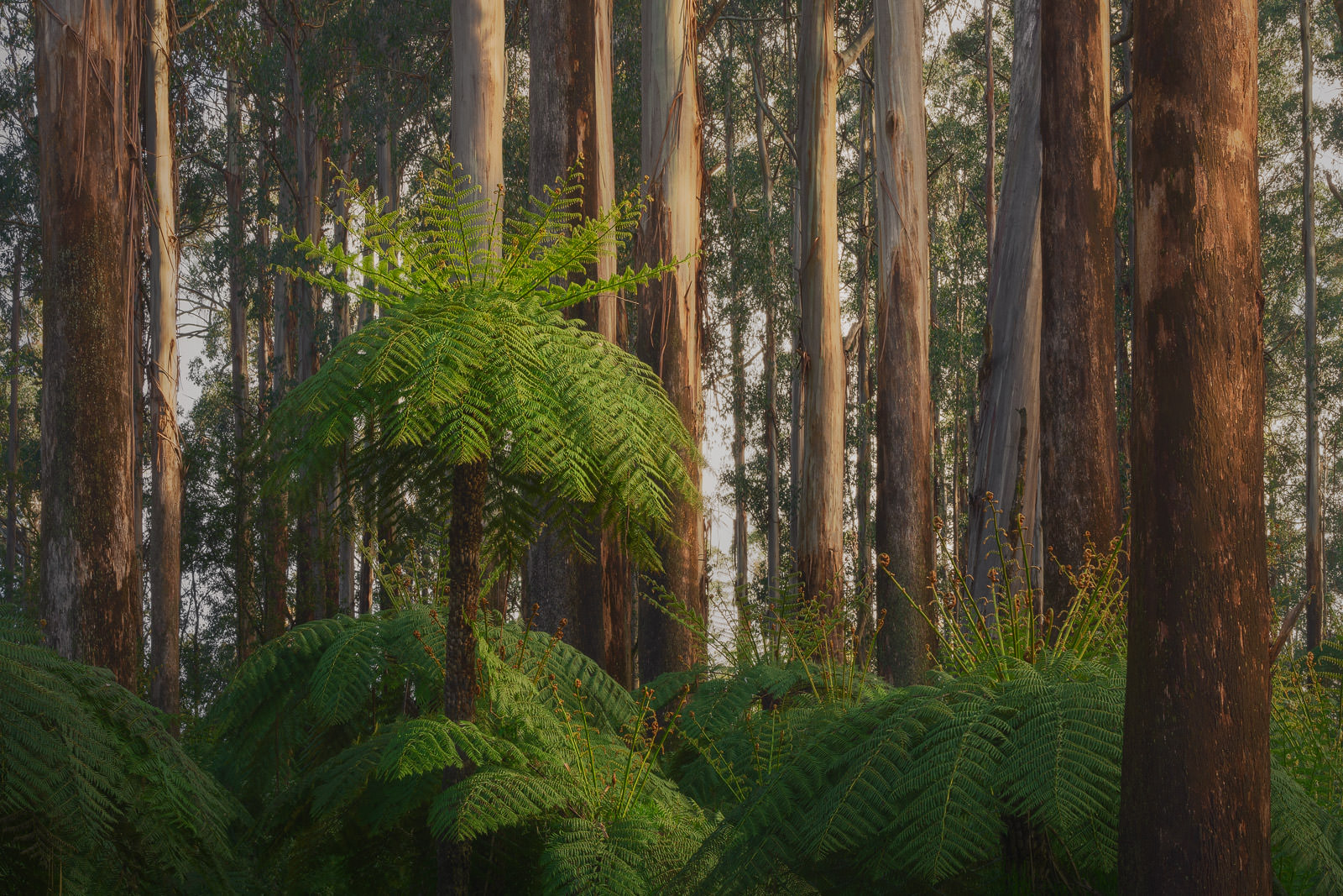 7 Tips for Terrific Tree Photos: How to Create Order from Chaos | PetaPixel