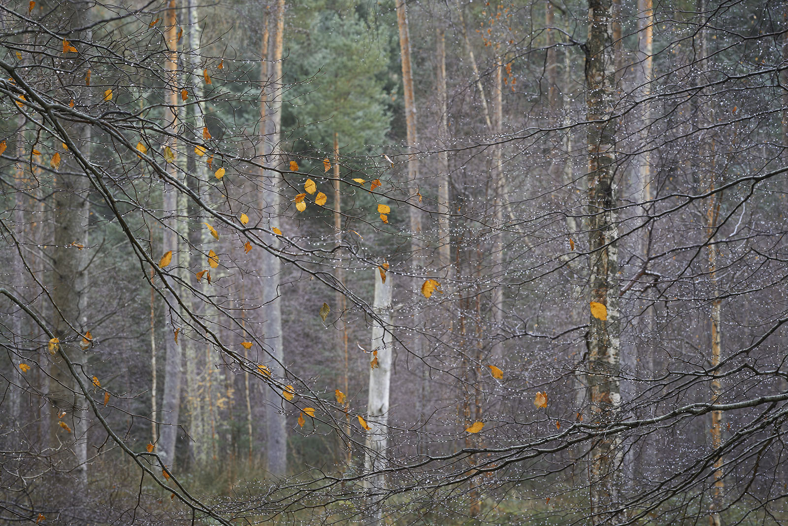 'Behind the Lens' is a New Photography Miniseries from Sigma | PetaPixel