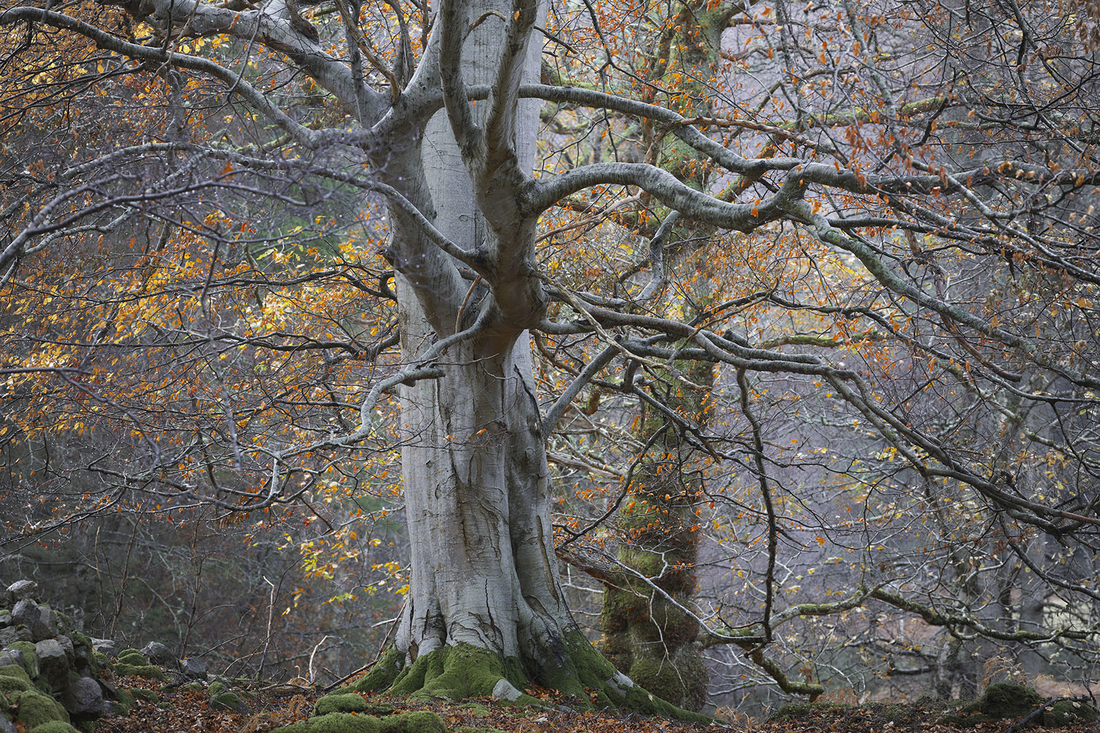 'Behind the Lens' is a New Photography Miniseries from Sigma | PetaPixel