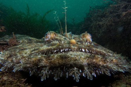 Stunning Sea Life Photography Celebrates World Wildlife Day | PetaPixel