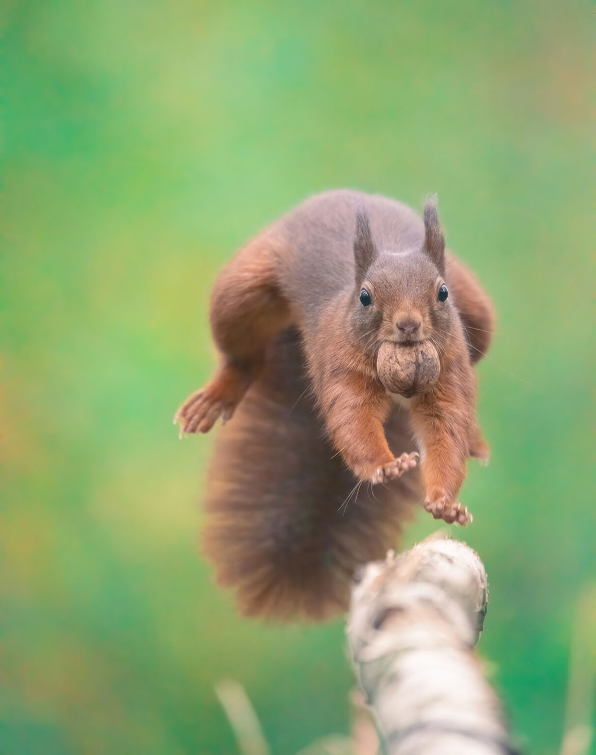 Acrobatic Squirrels Captured in a Series of Amazing Photos | PetaPixel