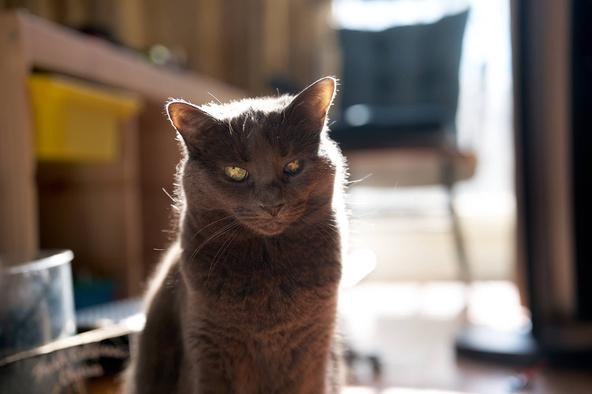 Sony Versus Sigma: Which 50mm f/1.4 Reigns Supreme? | PetaPixel