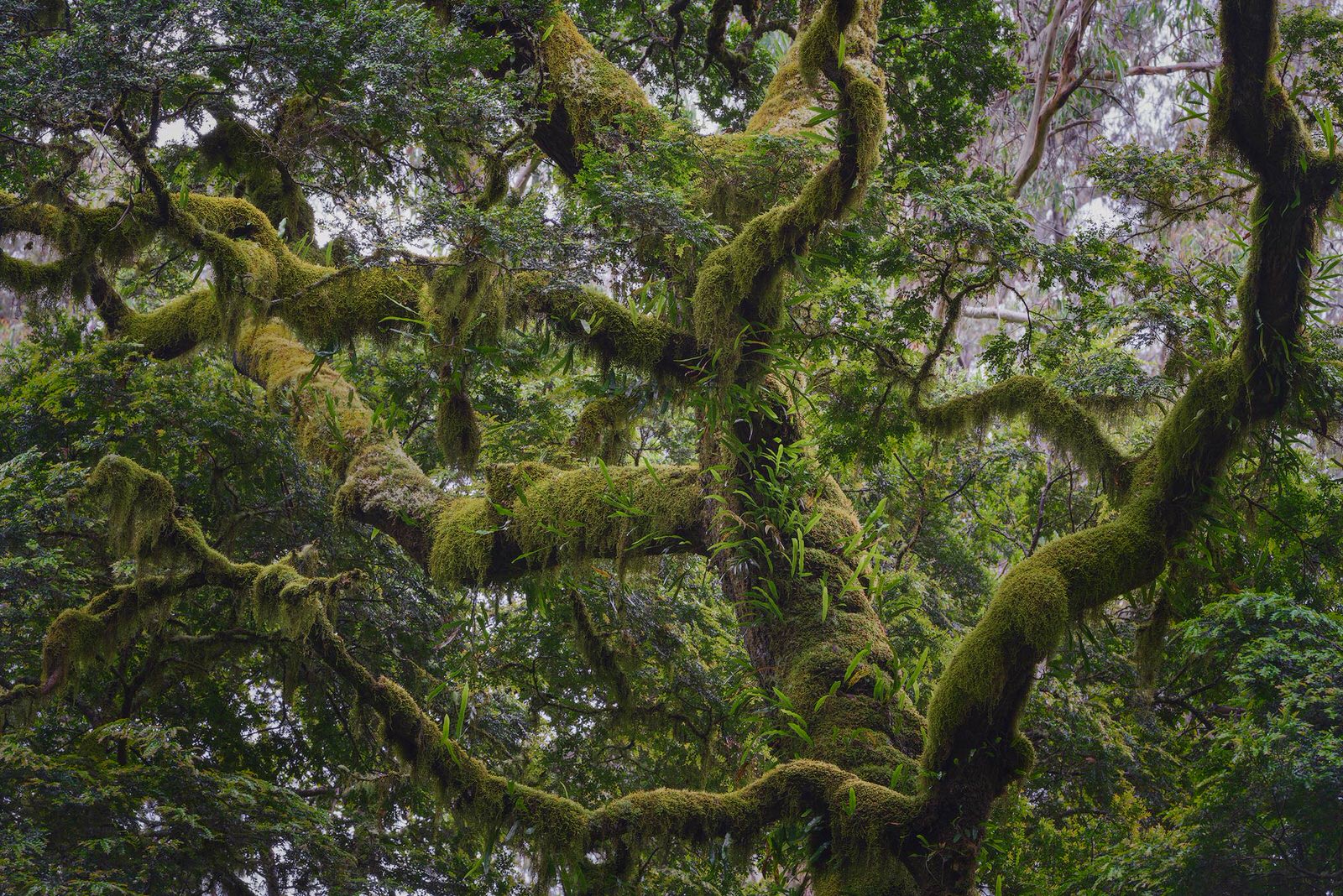 7 Tips for Terrific Tree Photos: How to Create Order from Chaos | PetaPixel