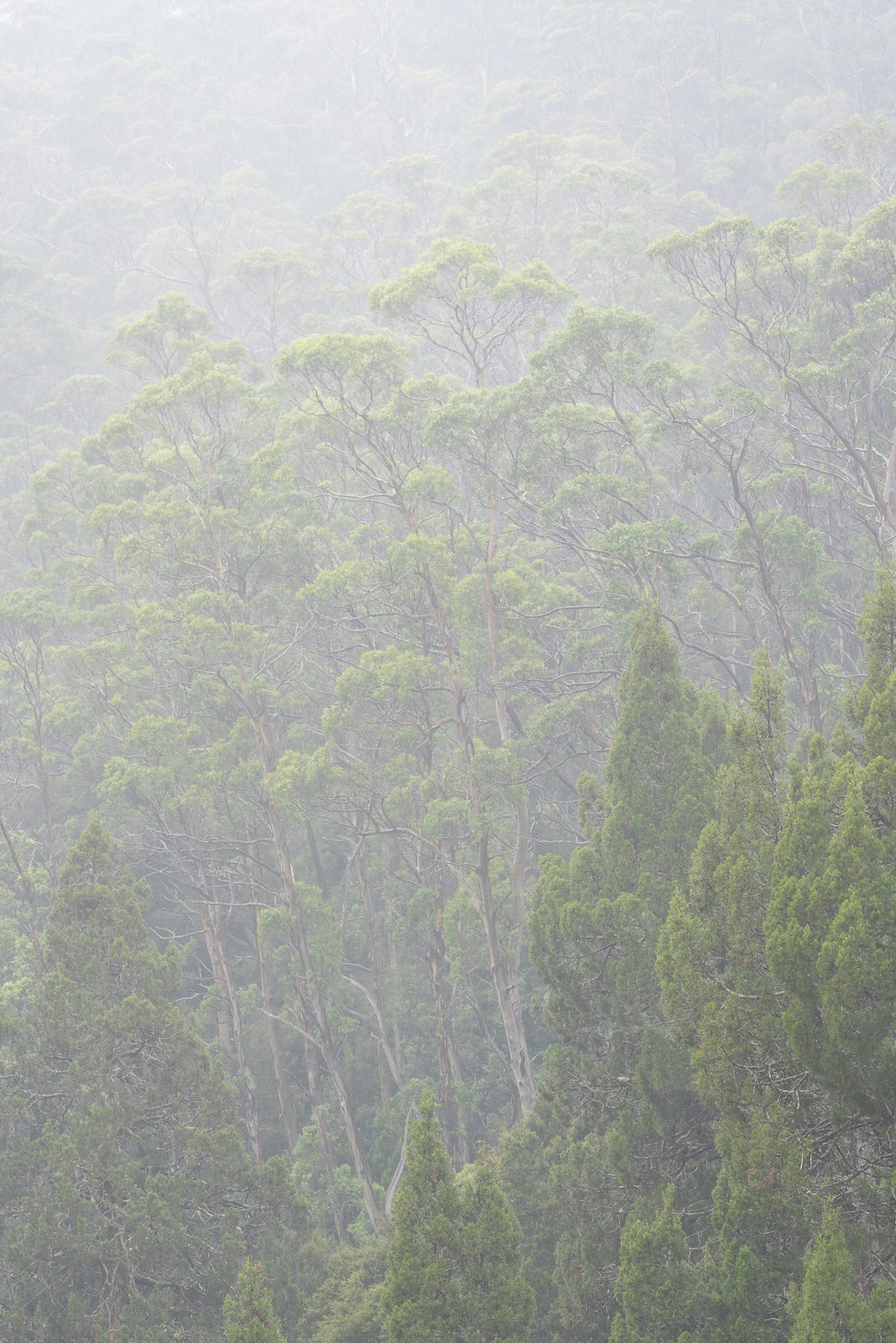 7 Tips for Terrific Tree Photos: How to Create Order from Chaos | PetaPixel