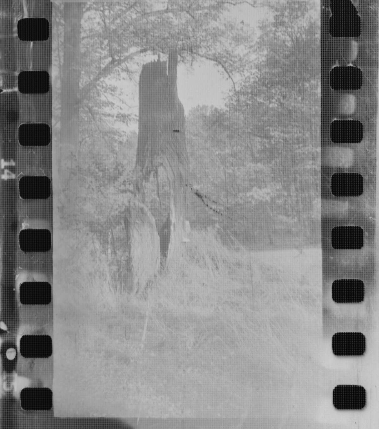 Caffenol: A Guide to Developing B&W Film with Coffee | PetaPixel