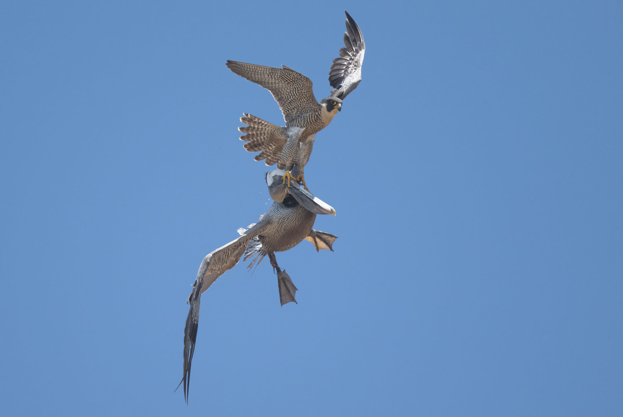 Falcon Attacks a Much Larger Pelican in a Series of Spectacular Photos ...