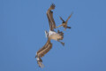 Falcon Attacks a Much Larger Pelican in a Series of Spectacular Photos ...