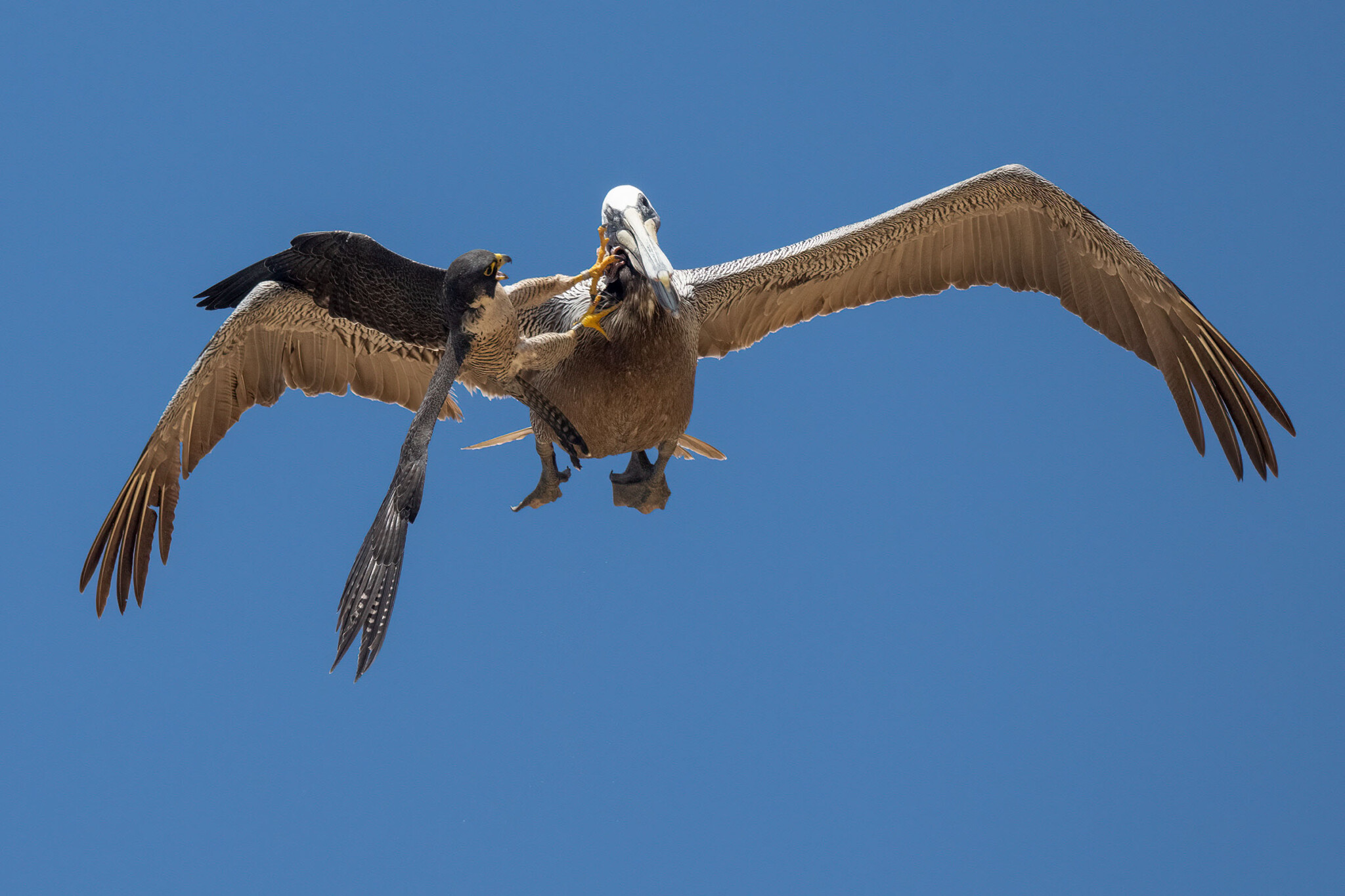 Falcon Attacks a Much Larger Pelican in a Series of Spectacular Photos ...