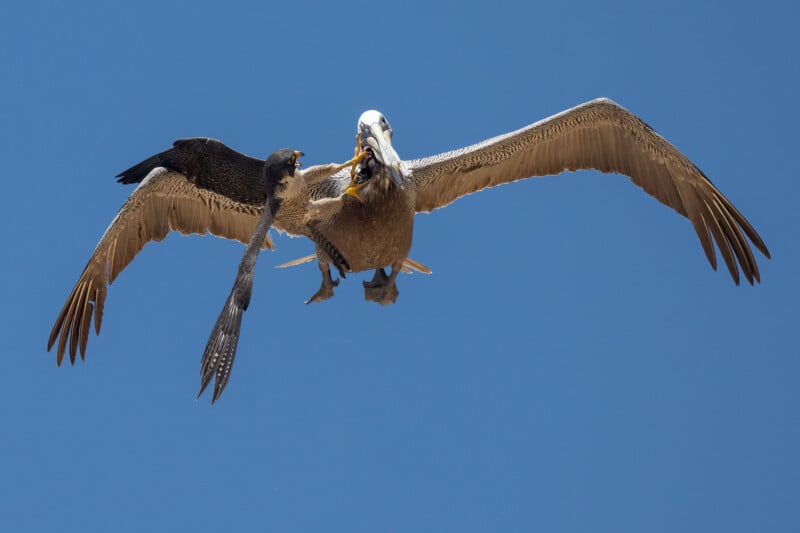 Falcon Attacks a Much Larger Pelican in a Series of Spectacular Photos | PetaPixel