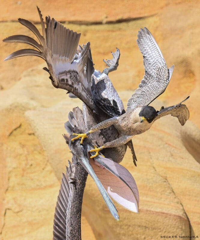 Falcon Attacks a Much Larger Pelican in a Series of Spectacular Photos ...