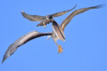 Falcon Attacks a Much Larger Pelican in a Series of Spectacular Photos ...