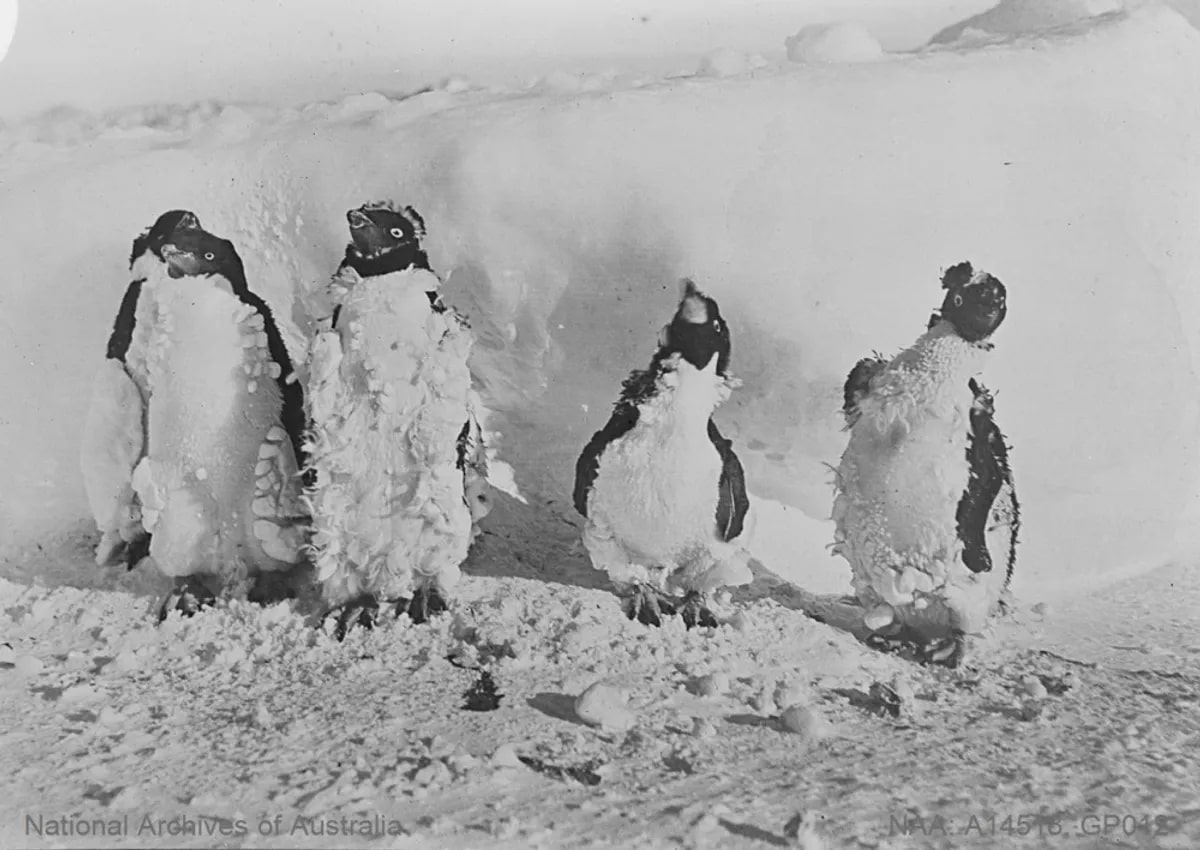 Rare Photos From Early Antarctic Expeditions Digitized for First Time ...