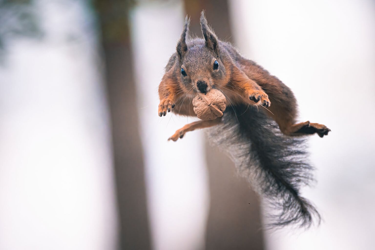 Acrobatic Squirrels Captured in a Series of Amazing Photos | PetaPixel