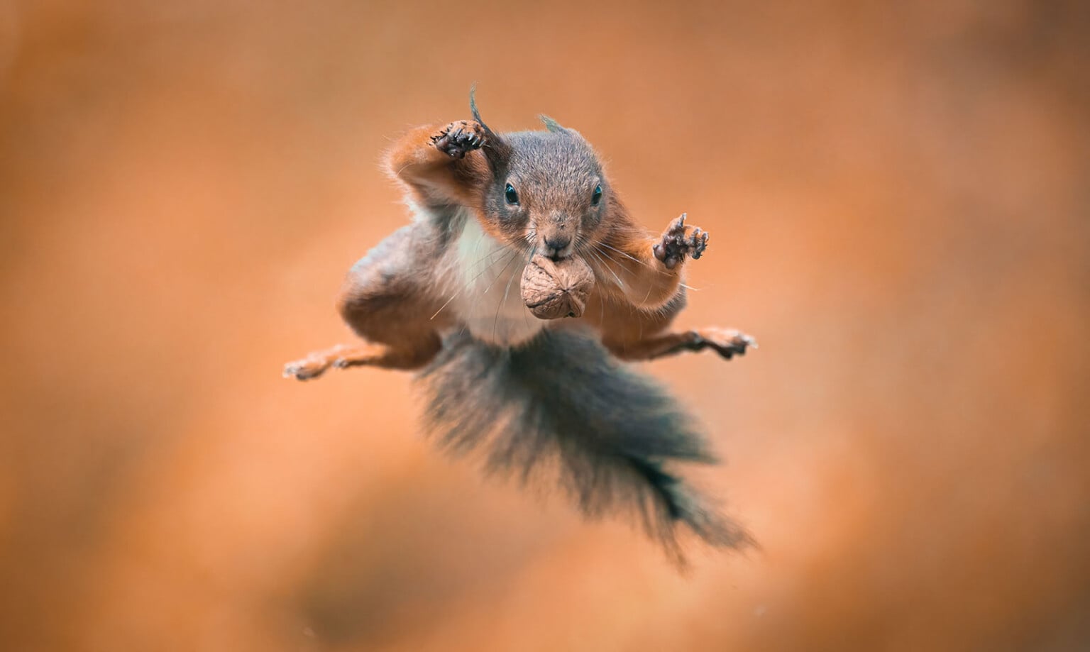 Acrobatic Squirrels Captured in a Series of Amazing Photos | PetaPixel