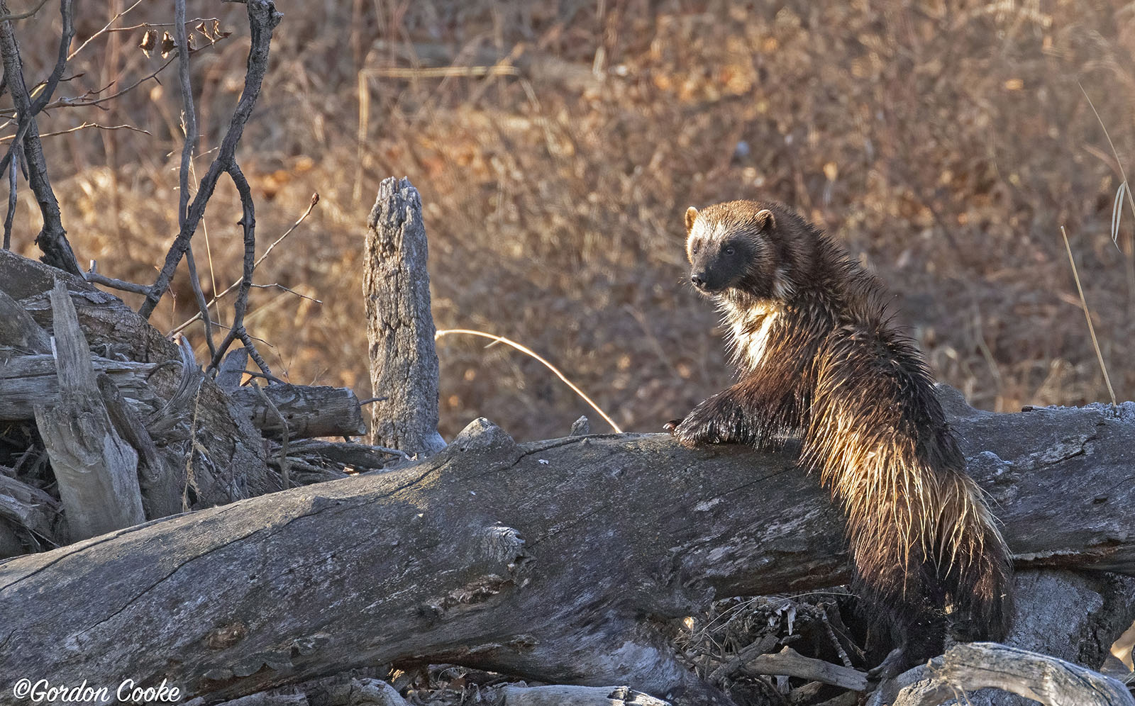 Photographer Captures 'Once in a Lifetime' Photo of a Wolverine | PetaPixel