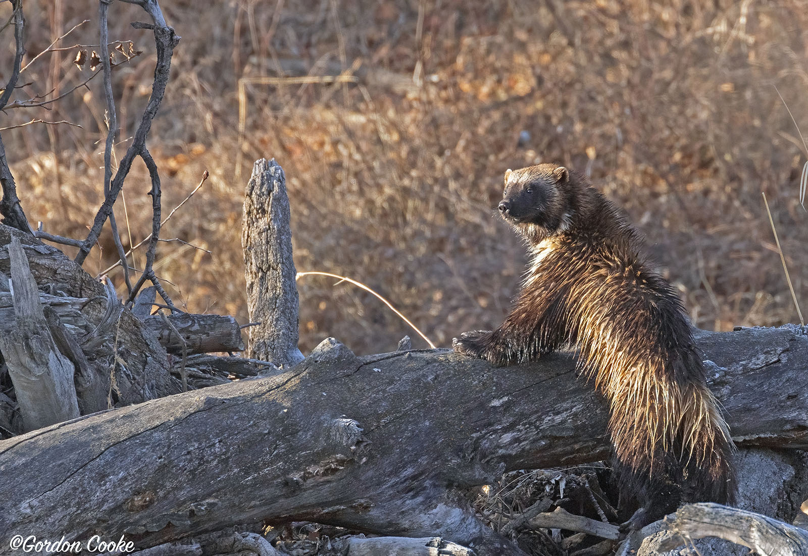 Photographer Captures 'Once in a Lifetime' Photo of a Wolverine | PetaPixel