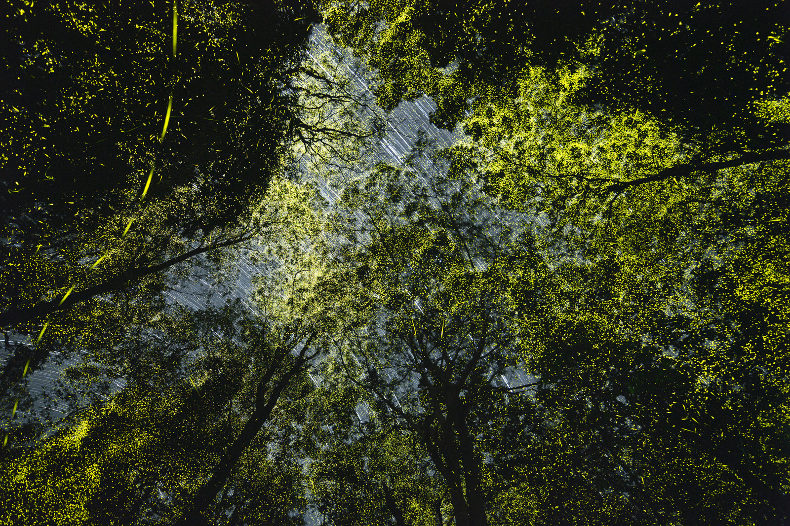 Dazzling Images of Fireflies Lighting Up a Wildlife Sanctuary in India ... Dazzling Images of Fireflies Lighting Up a Wildlife Sanctuary in India ...