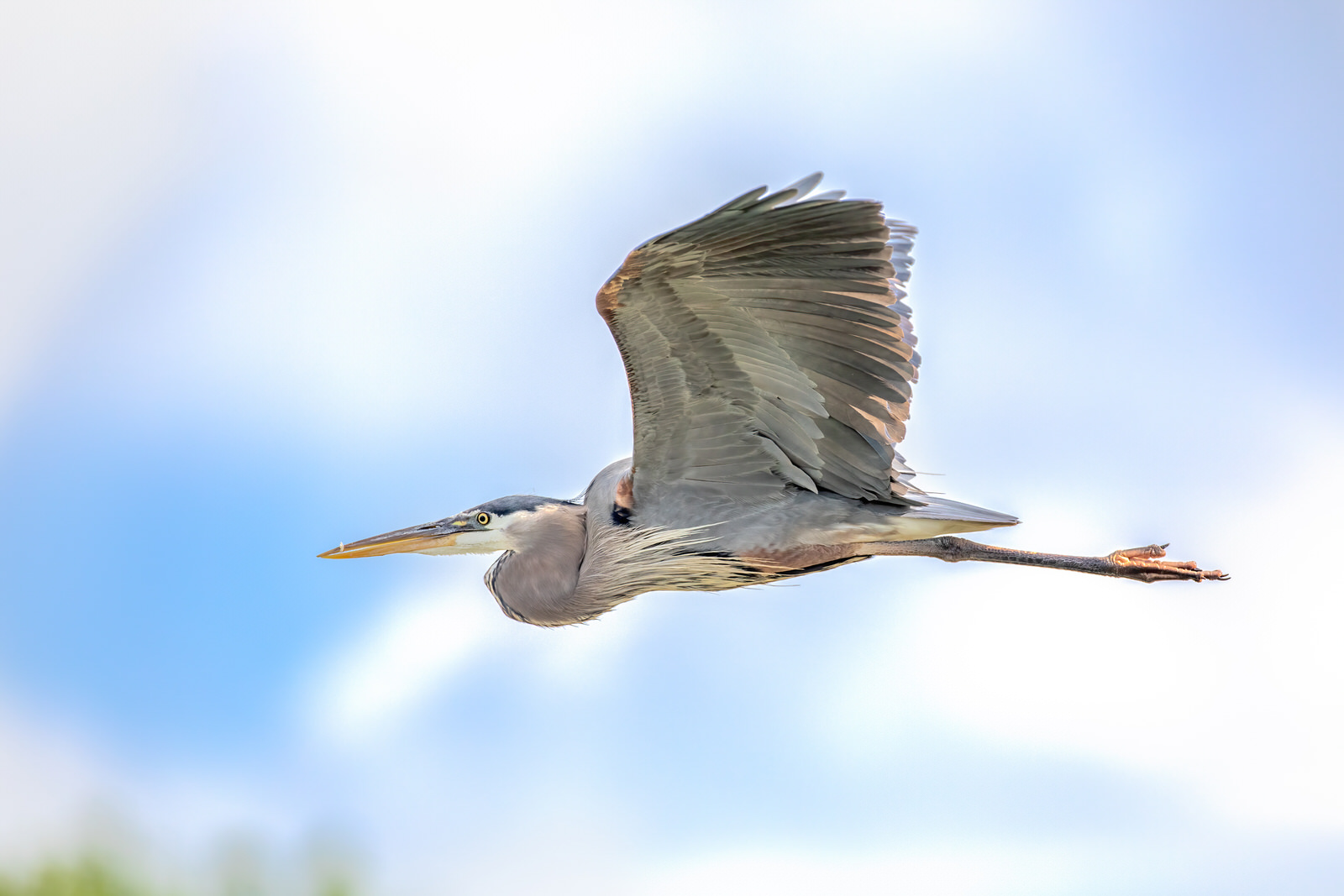 How Autofocus Works in Photography | PetaPixel