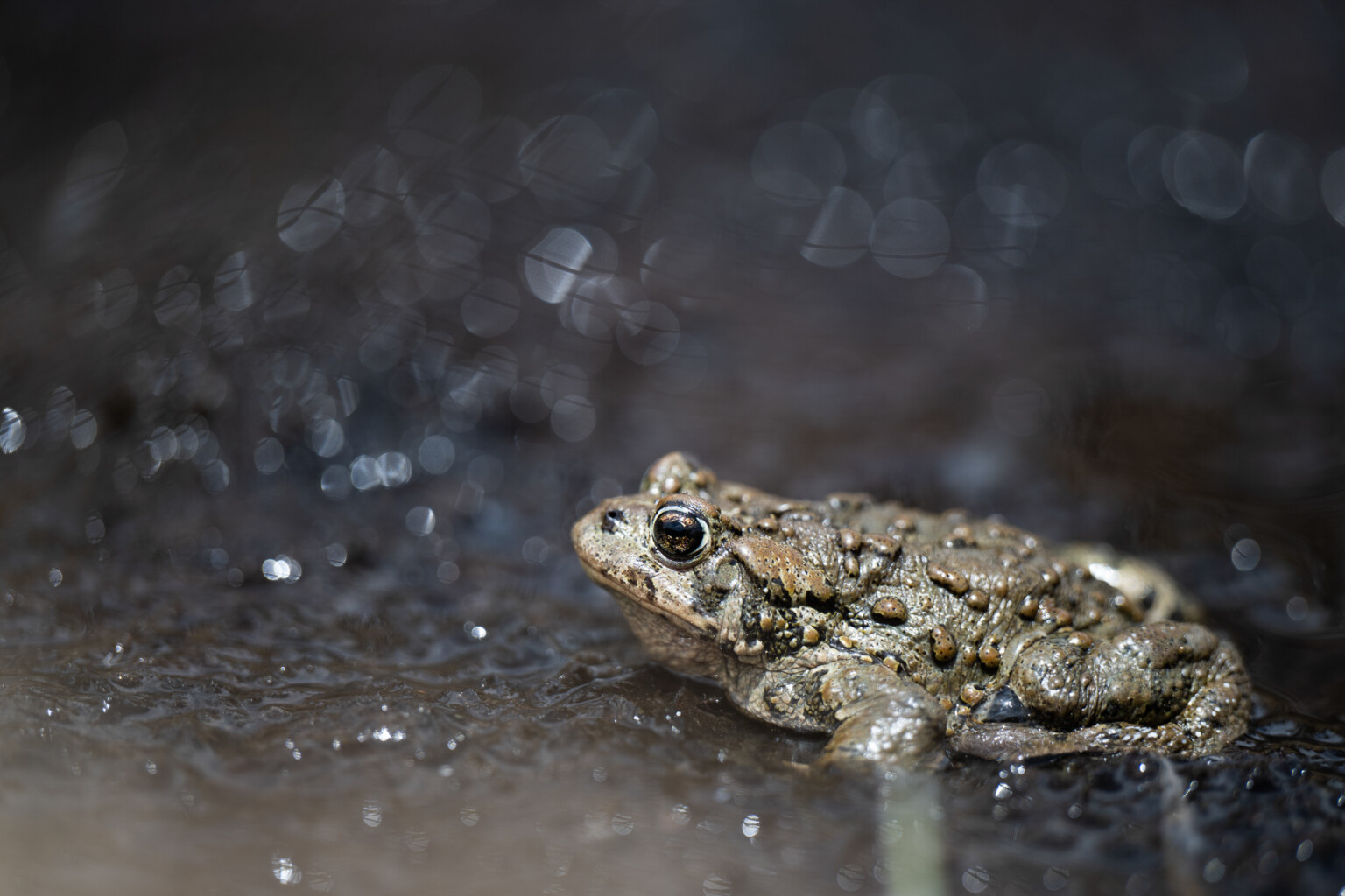 A Collaborative Quest to Save an Endangered Toad from Extinction ...