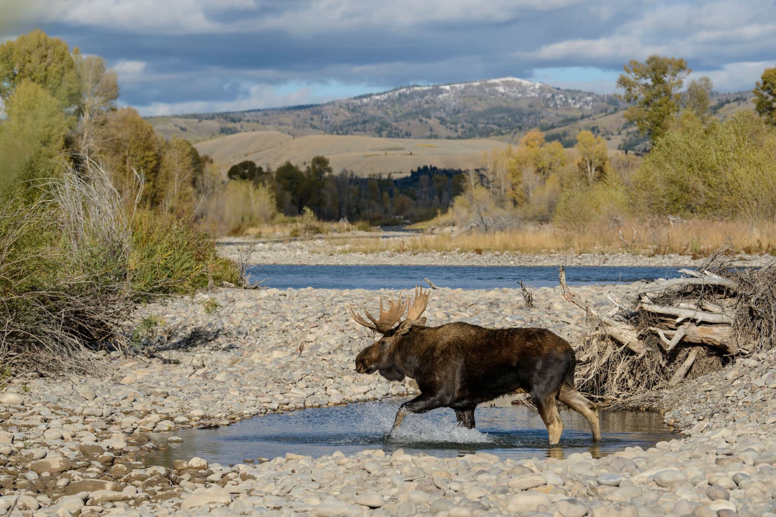 How and Where to Photograph Moose | PetaPixel
