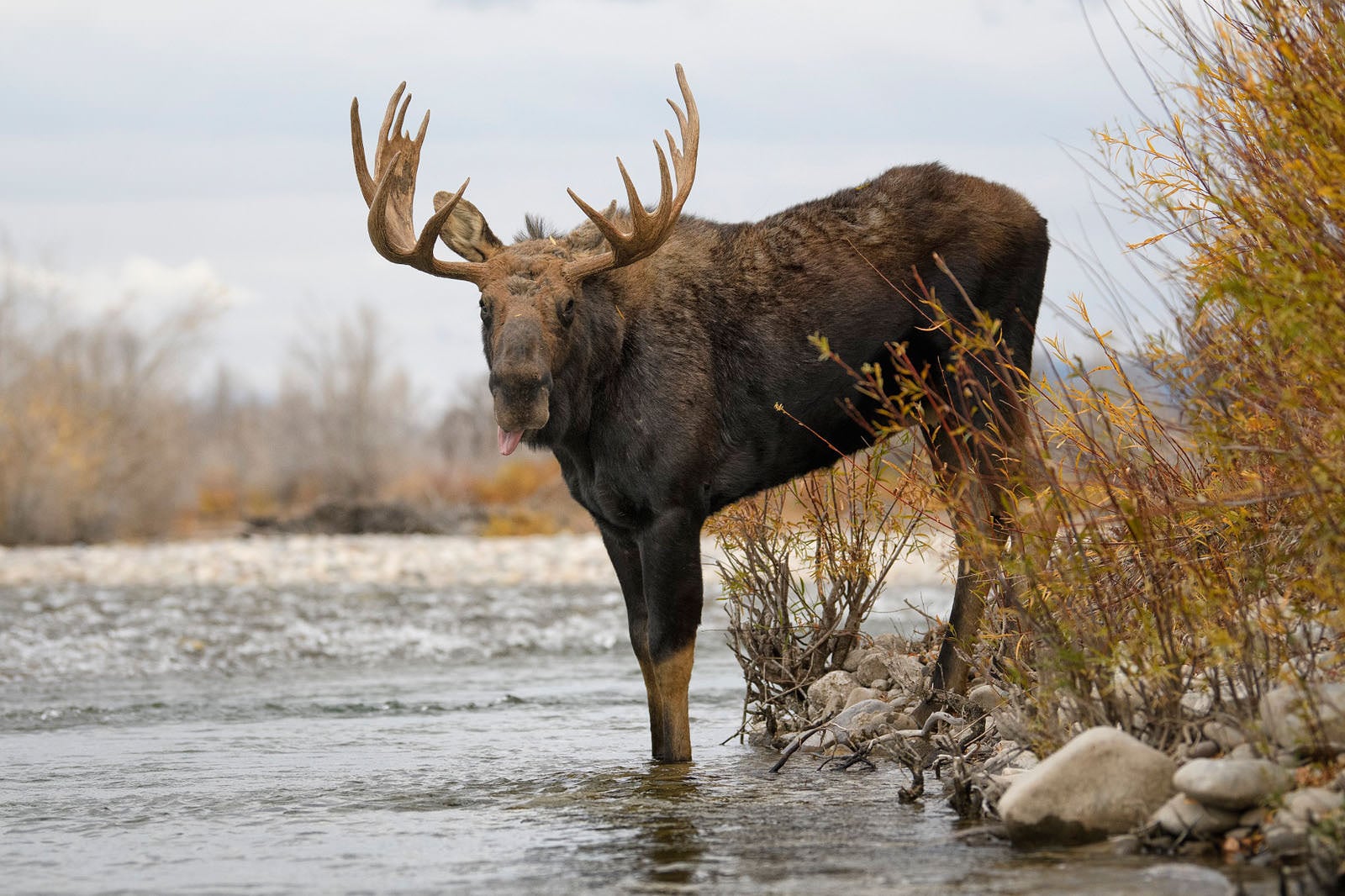 How and Where to Photograph Moose | PetaPixel