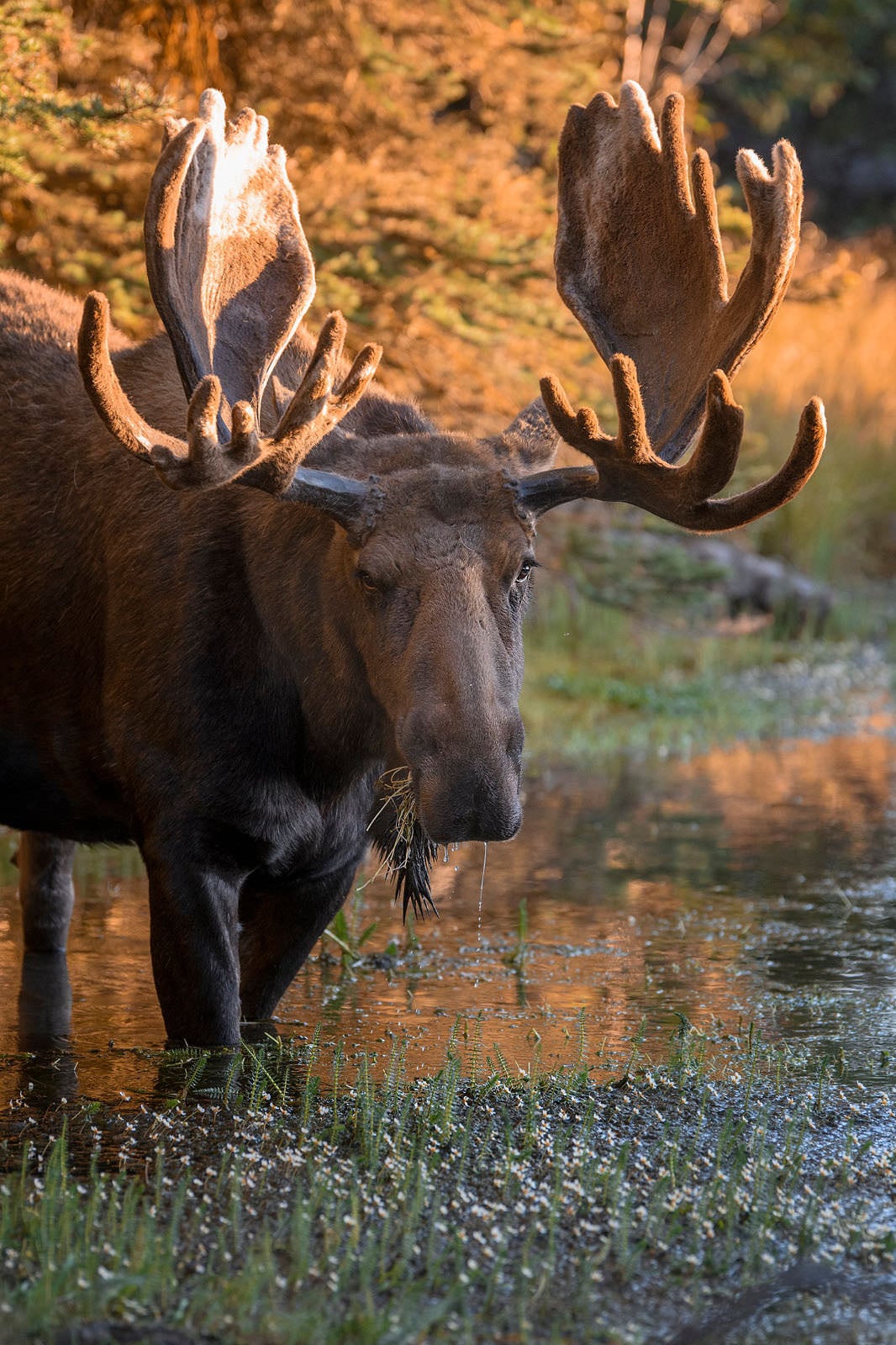 How and Where to Photograph Moose | PetaPixel