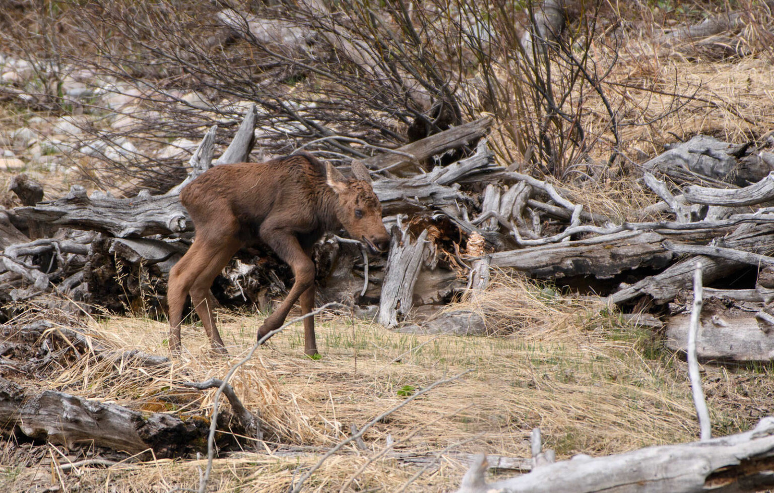 How and Where to Photograph Moose | PetaPixel