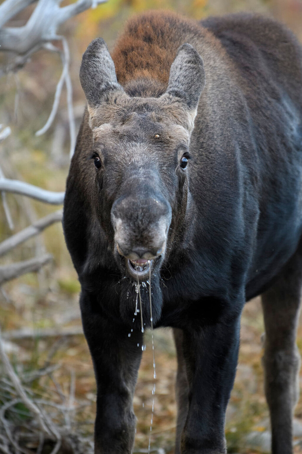 How and Where to Photograph Moose | PetaPixel