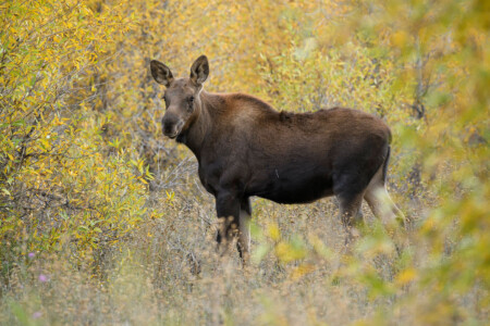 How and Where to Photograph Moose | PetaPixel
