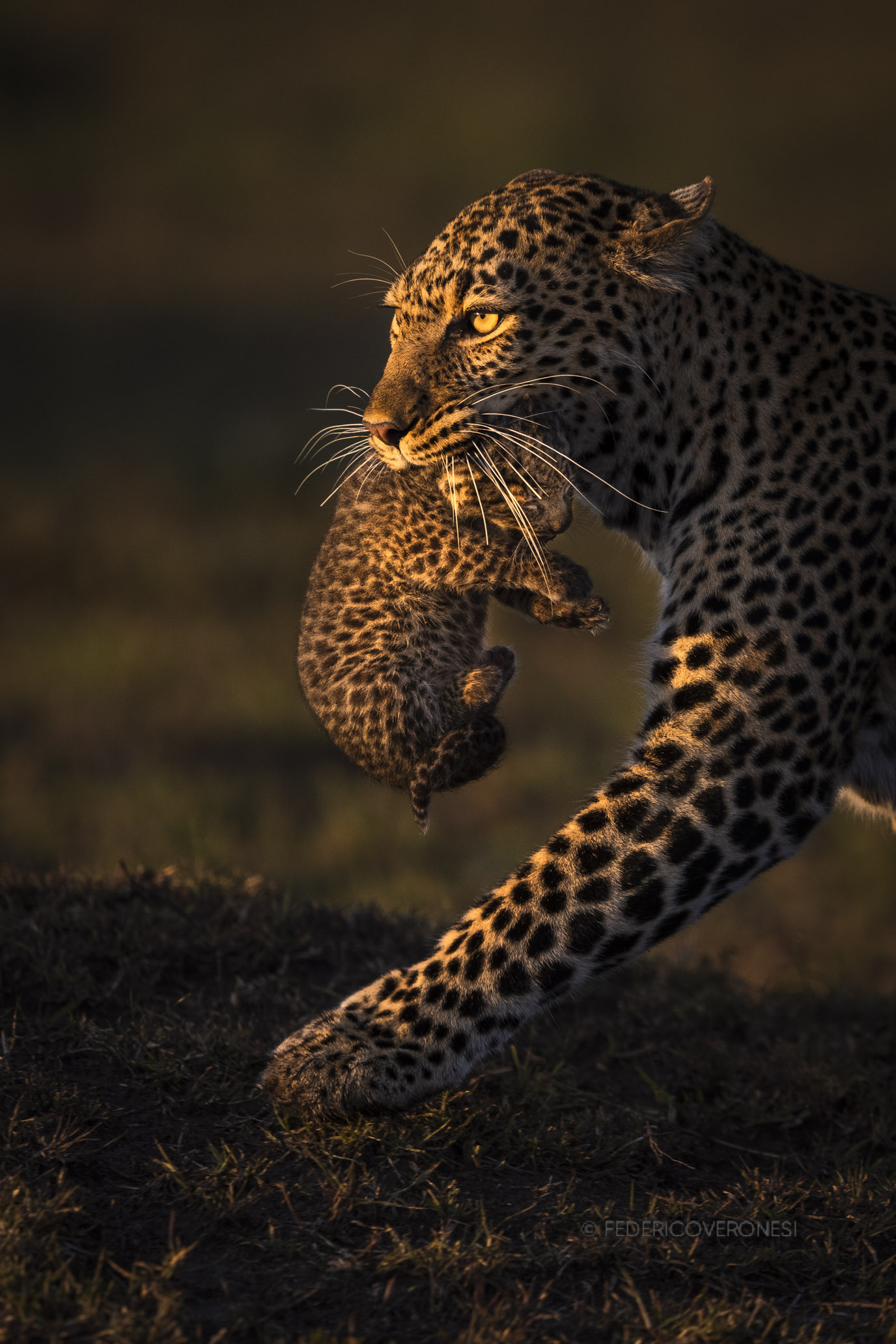 'Remembering Leopards' is the 8th Book in a Series Dedicated to Saving ...