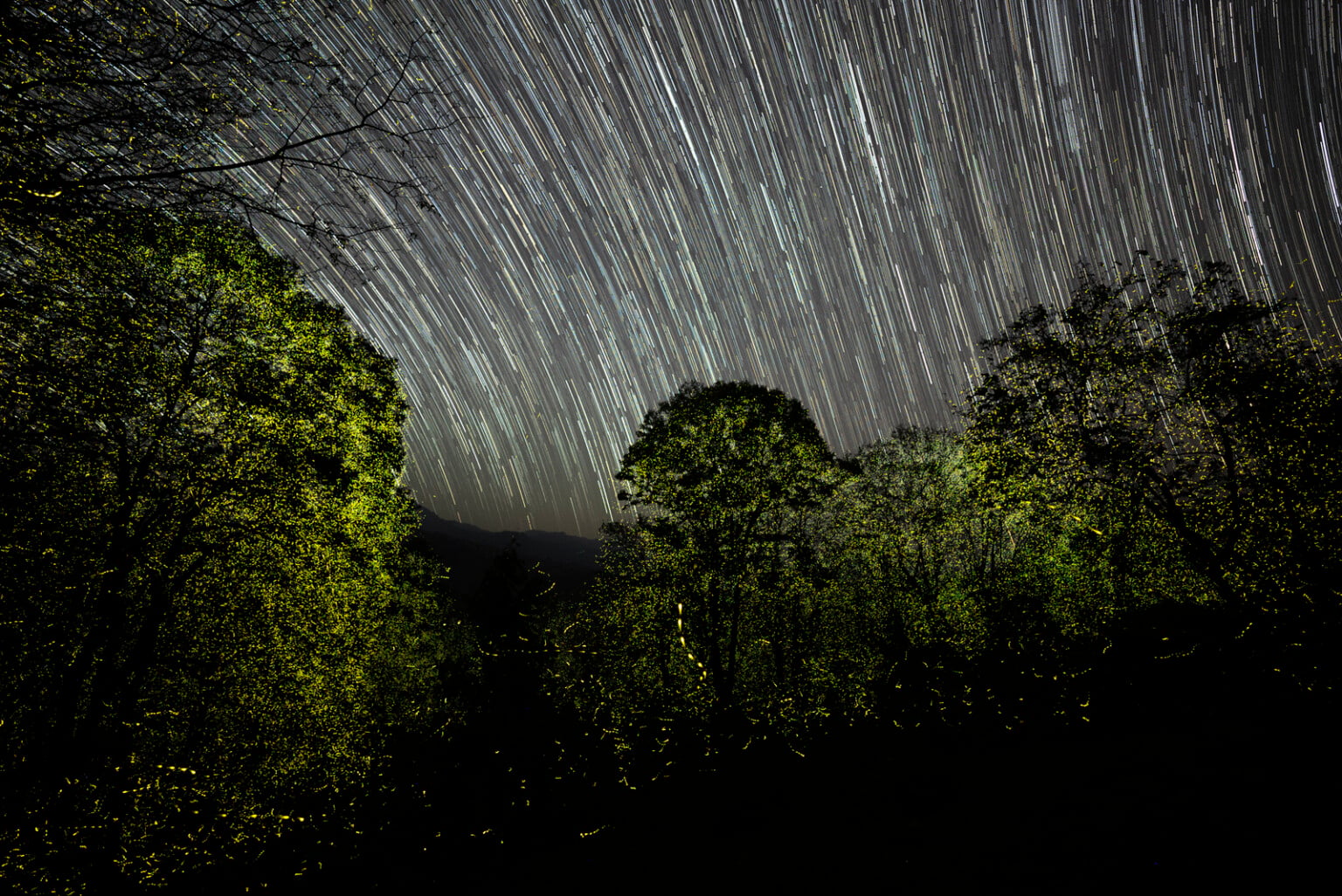 Dazzling Photos of Fireflies Lighting Up a Wildlife Sanctuary in India ...