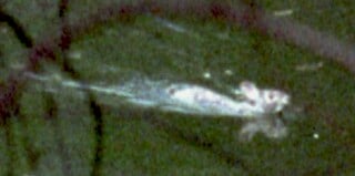 The Story Behind the Photo of a 'Killer Rabbit' Attacking Jimmy Carter ...