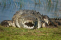 Wildlife Photographer Finds 'Croczilla,' Largest Croc in the Florida ...