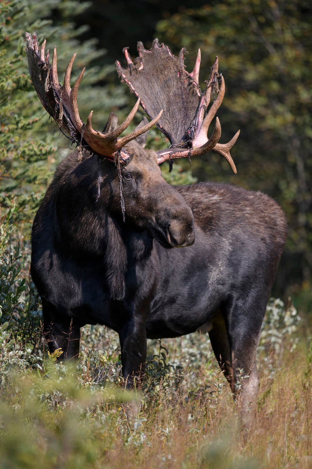 How and Where to Photograph Moose | PetaPixel
