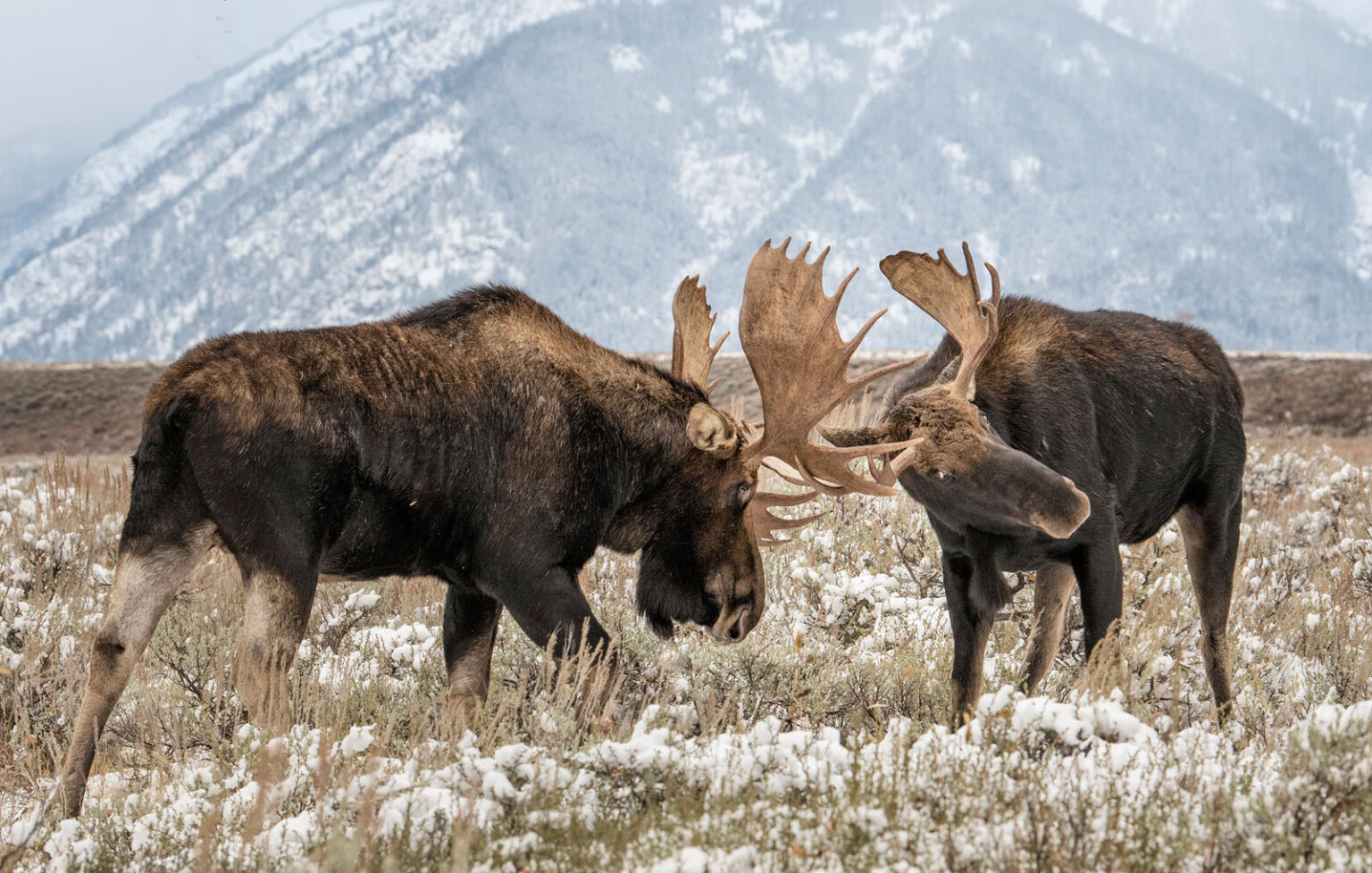 How and Where to Photograph Moose | PetaPixel