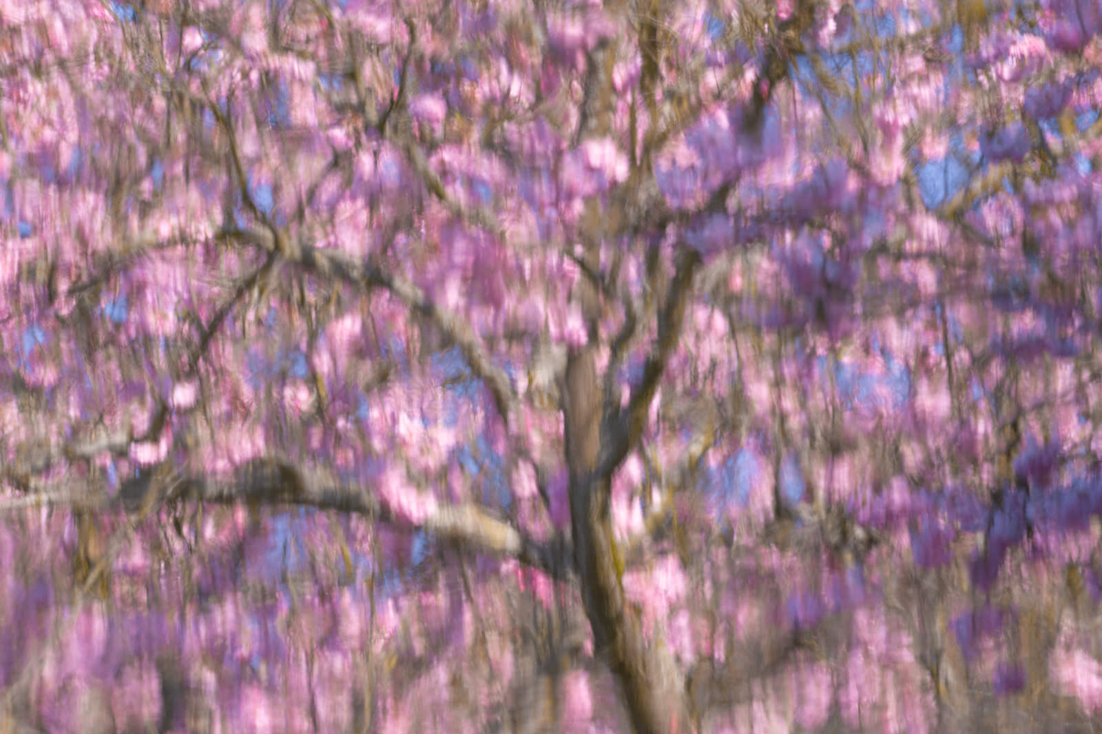 10 Tips on How To Photograph Spring Flowers | PetaPixel