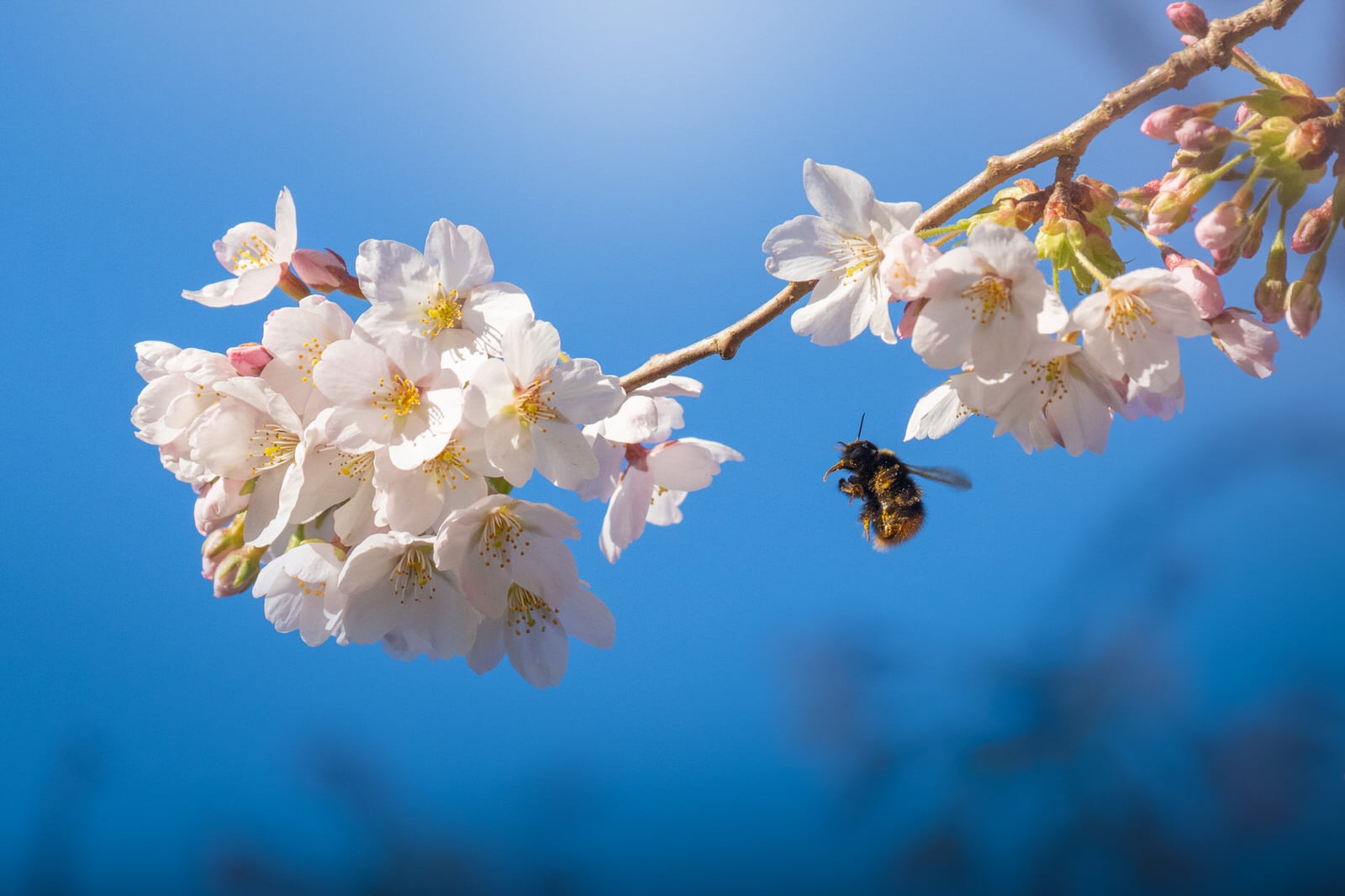 10 Tips on How To Photograph Spring Flowers | PetaPixel