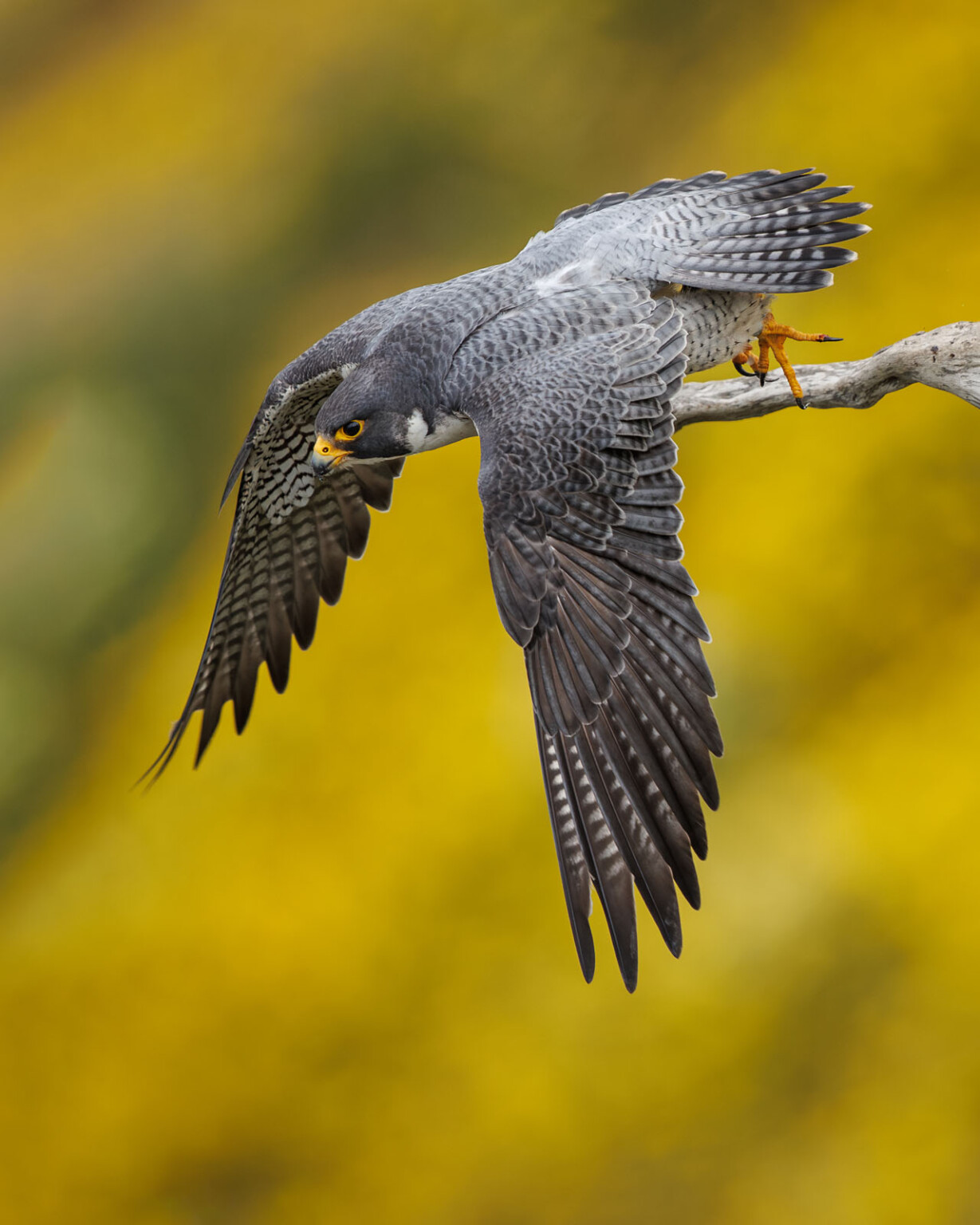 Photographer Captures Mid-Air Food Delivery Between Falcons | PetaPixel