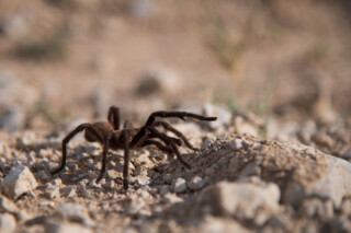 Photos of the Tarantula Migration Through a Small Town in Colorado ...