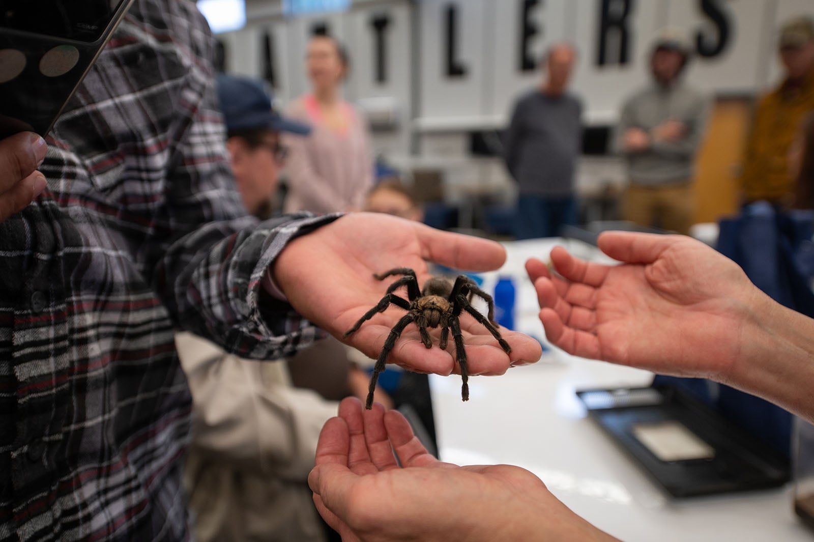 Photos of the Tarantula Migration Through a Small Town in Colorado ...