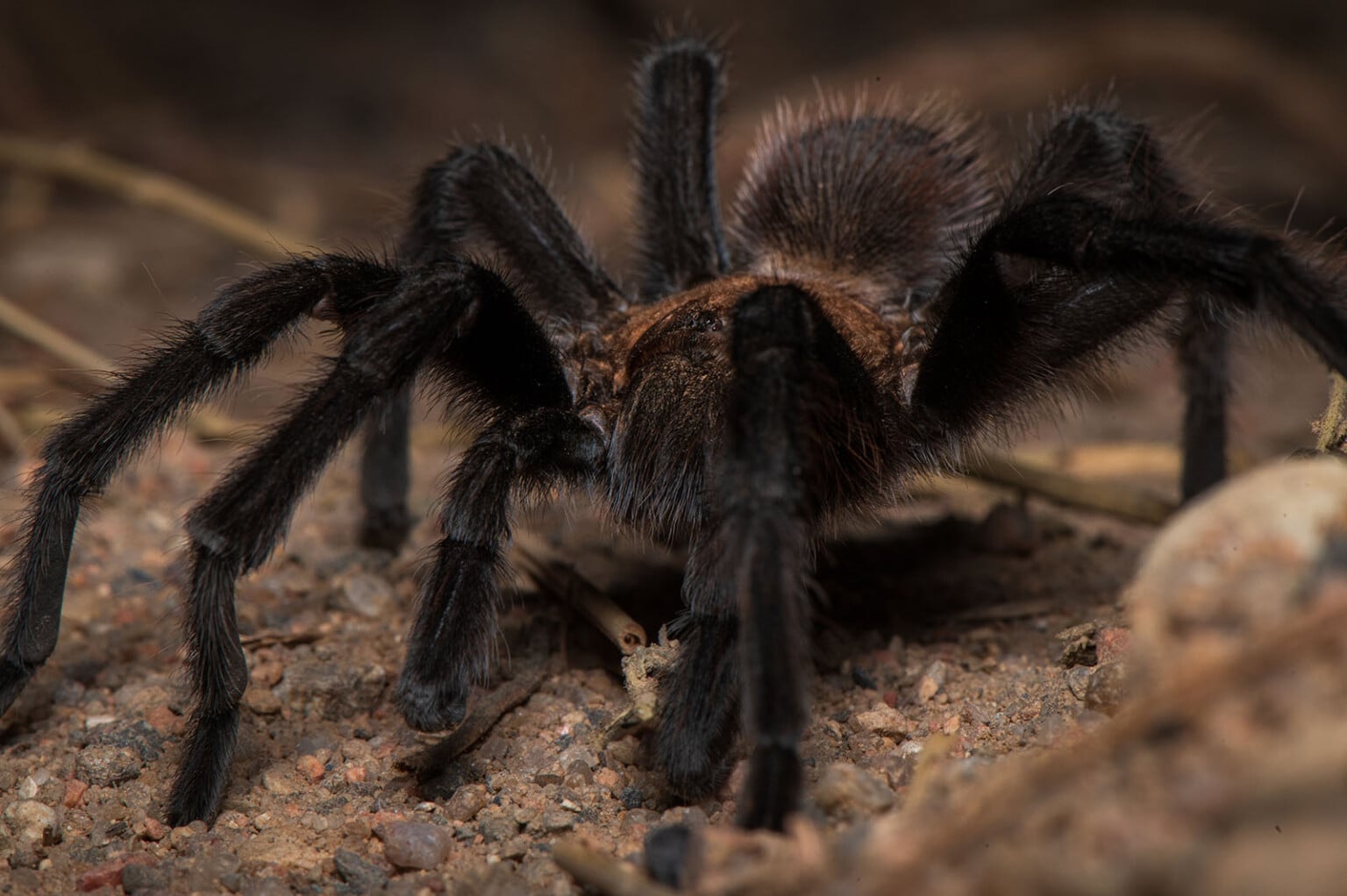 Photos of the Tarantula Migration Through a Small Town in Colorado ...
